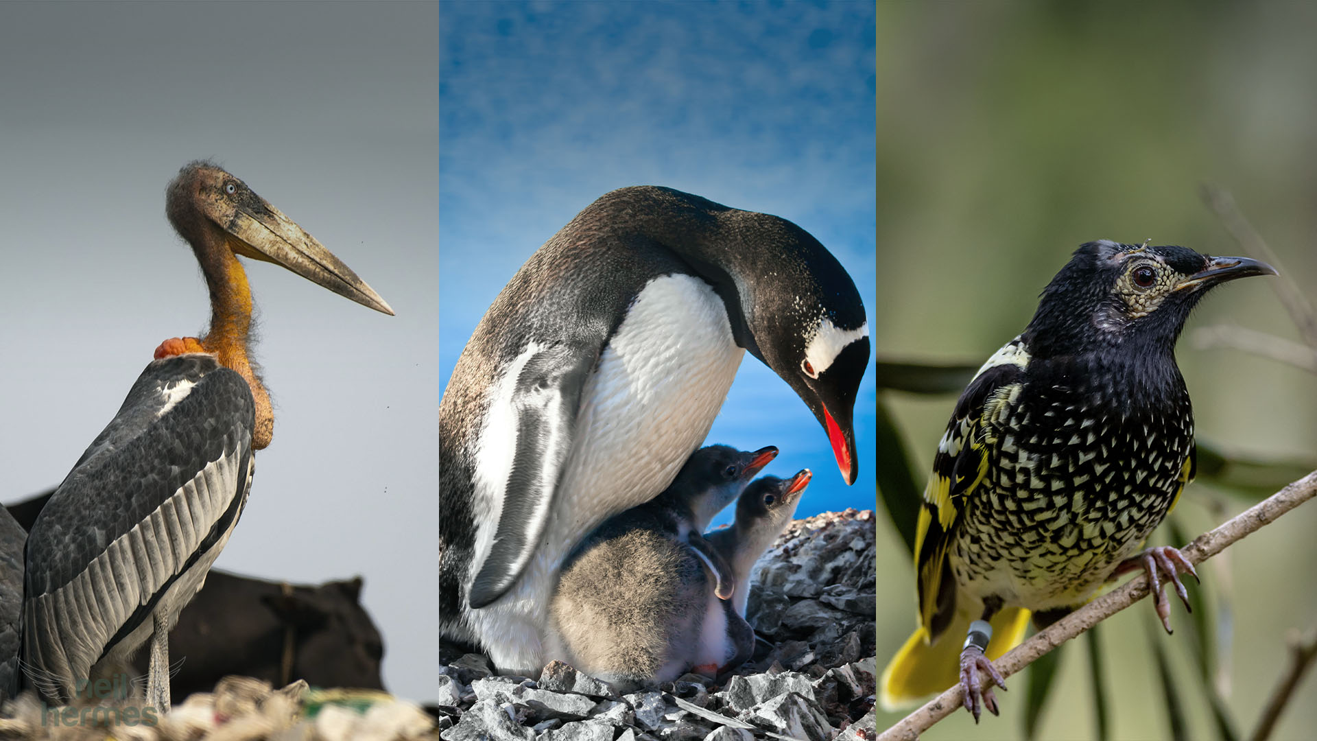 Neils World of Birds - Neil Hermes